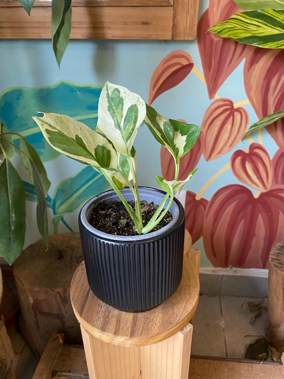 Potus Scindapsus N'Joy S – La Loca de las Plantas