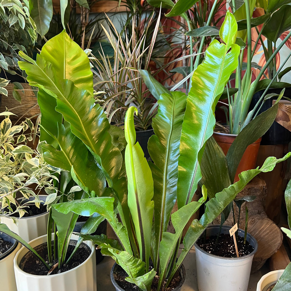 Helecho Asplenium (nido De Aguila) – La Loca de las Plantas