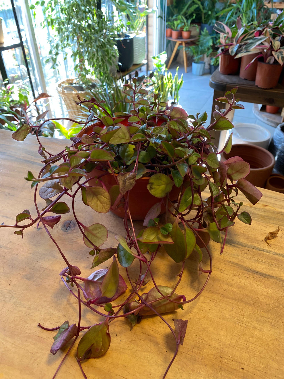 Dolar chaucha – La Loca de las Plantas