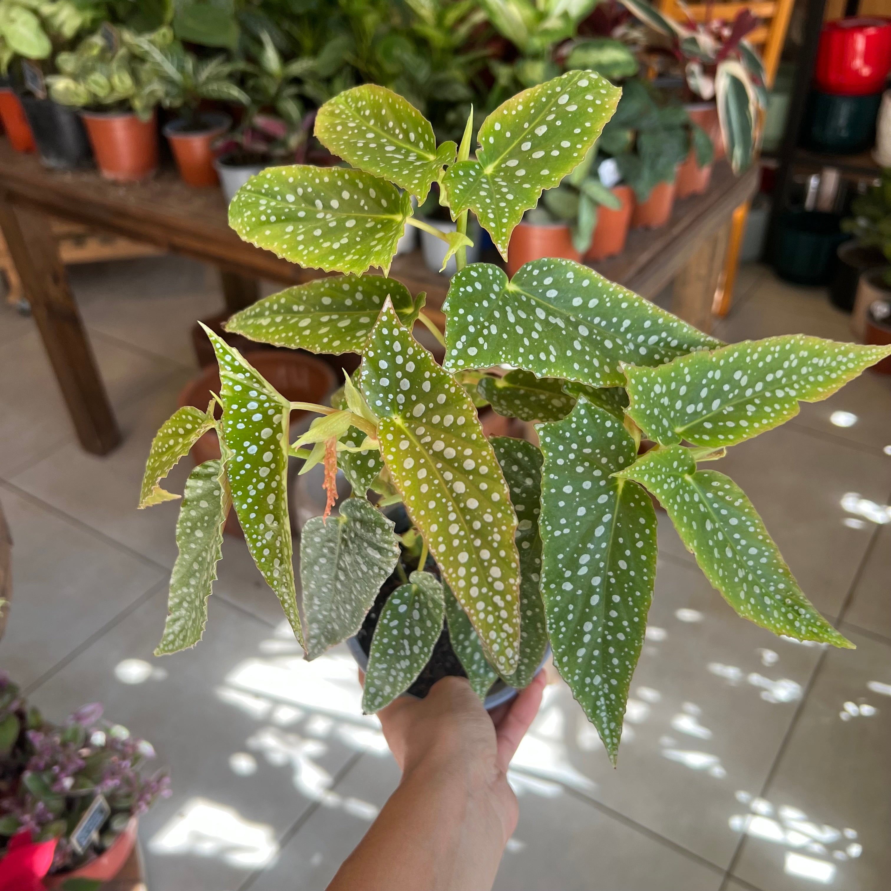 Begonia White Ice – La Loca de las Plantas